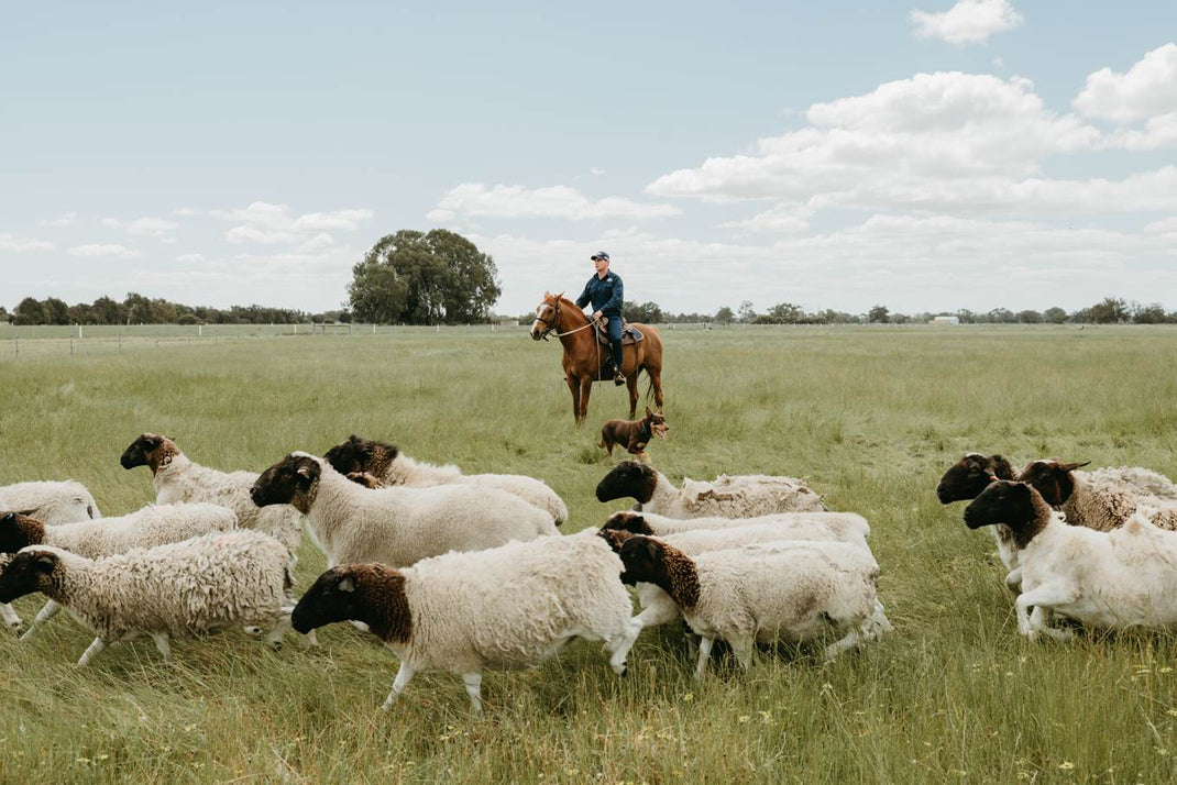 Maasdorp Meats – Midway Farm Stall